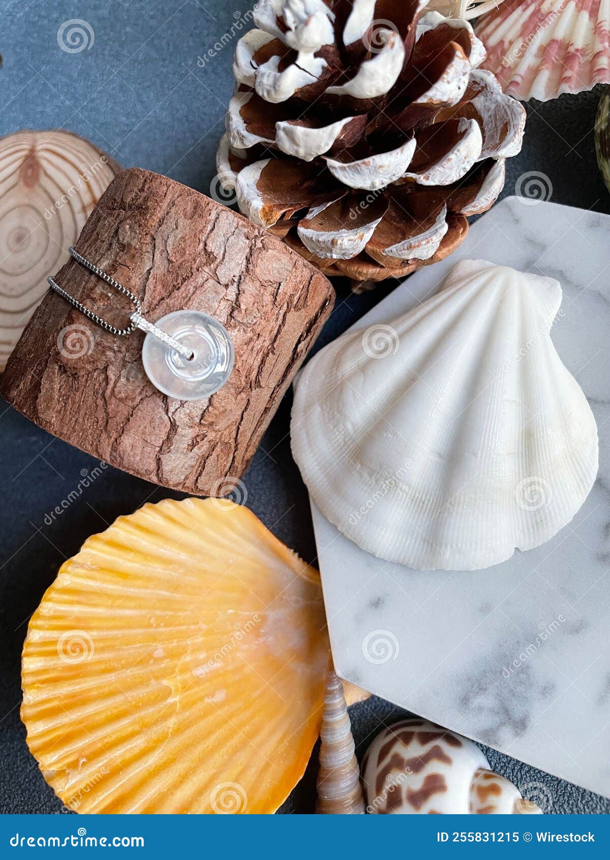 Collection of Seashells and Pine Cones Stock Image - Image of view ...