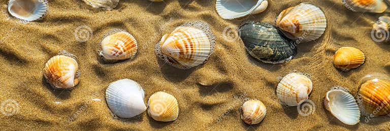 Collection of Seashells on the Sandy Beach at Low Tide Displaying ...