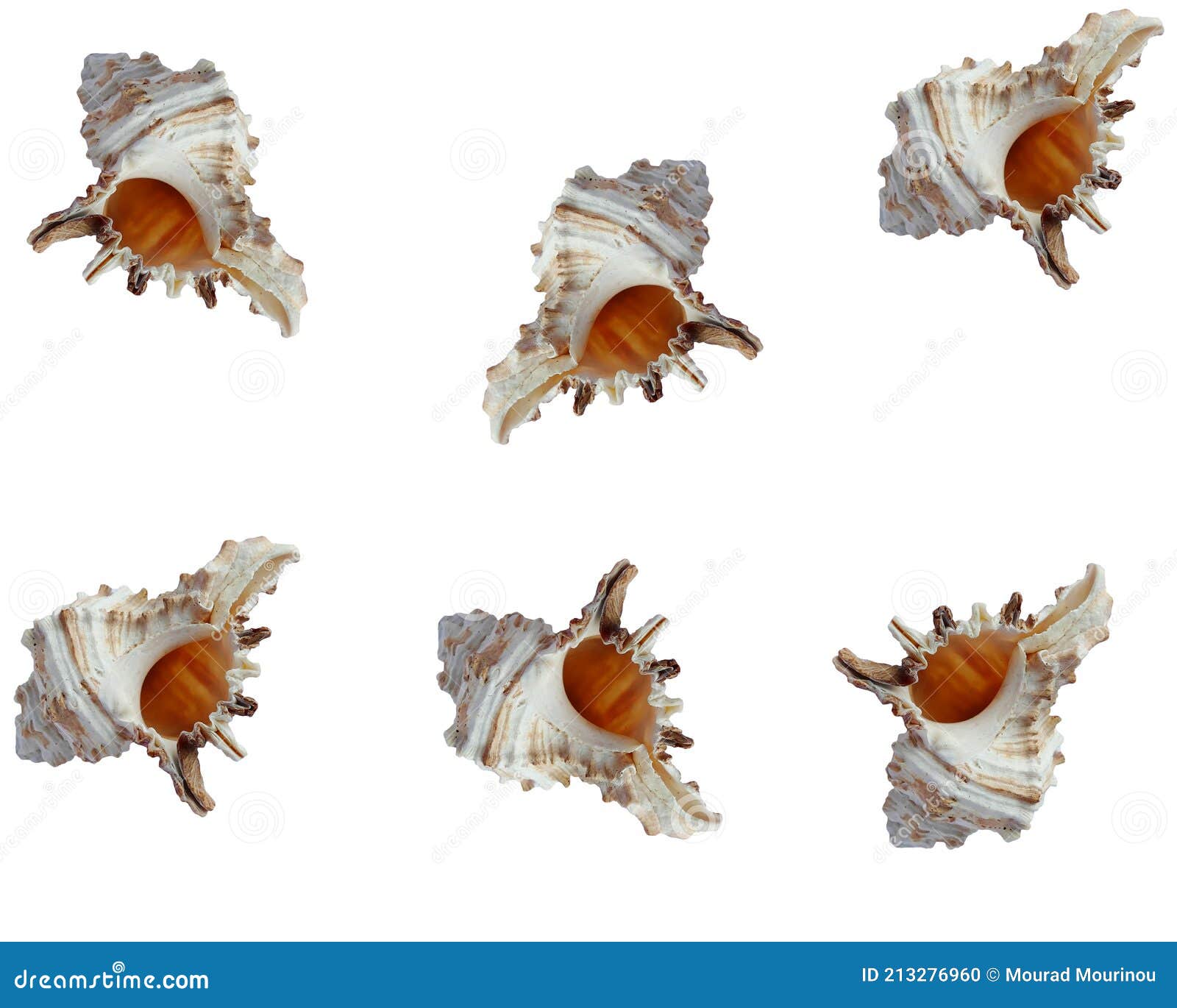 A Collection of Seashells in Space Stock Photo - Image of conch, carte ...
