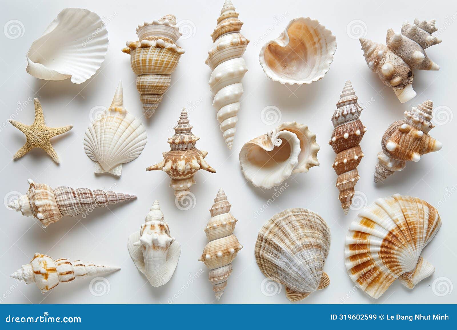 A Collection of Seashells of Various Shapes Stock Image - Image of ...