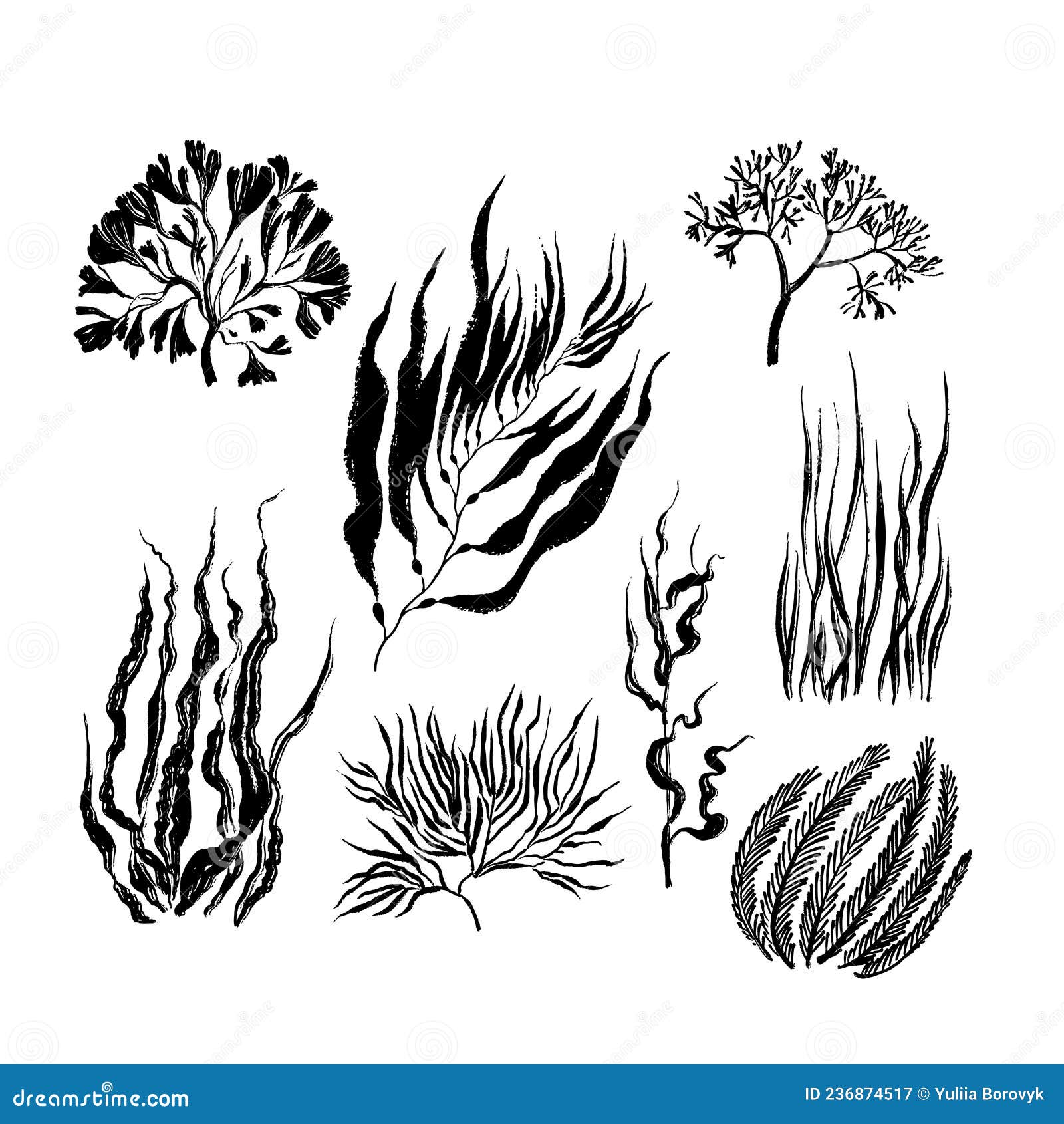 Collection of Seaweed. Drawn in Black Ink, Brush Texture Stock Vector ...