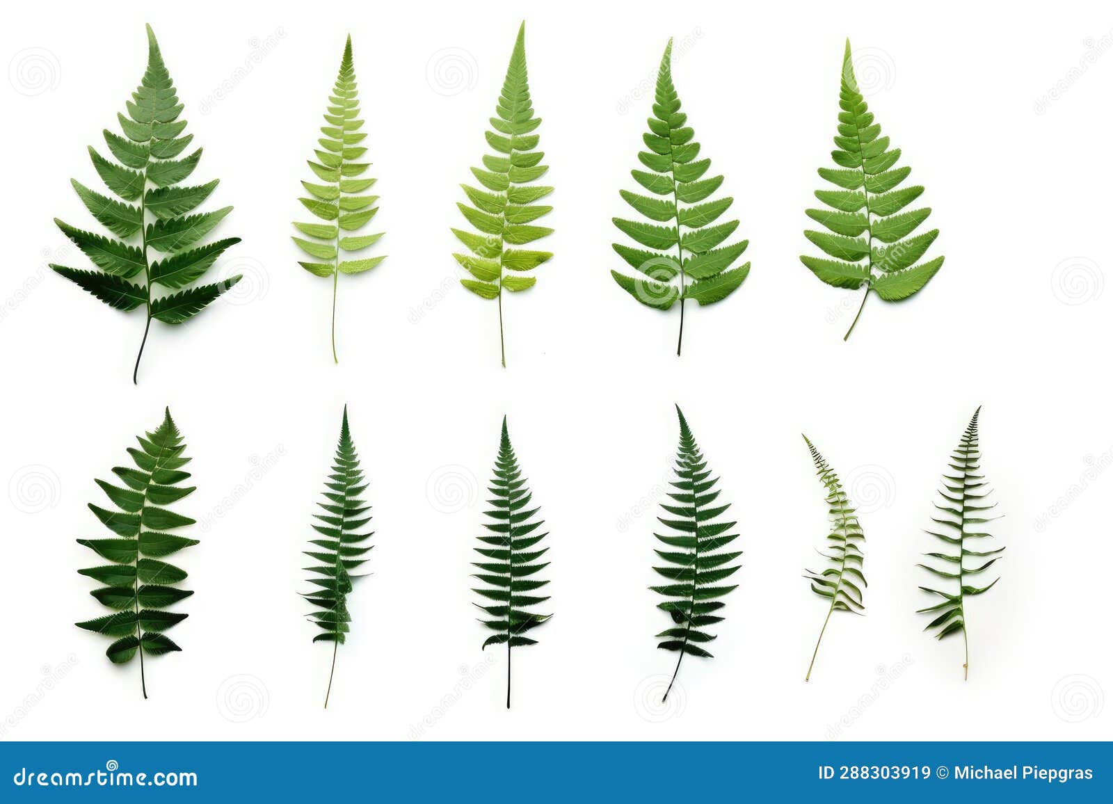 A Collection of Separated Fern Leaves Isolated on a White Background ...