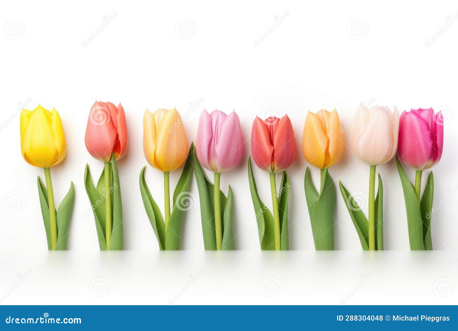 A Collection of Separated Tulip Flowers Isolated on a White Background ...