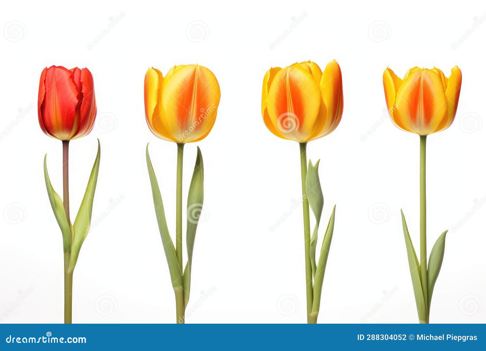 A Collection of Separated Tulip Flowers Isolated on a White Background ...