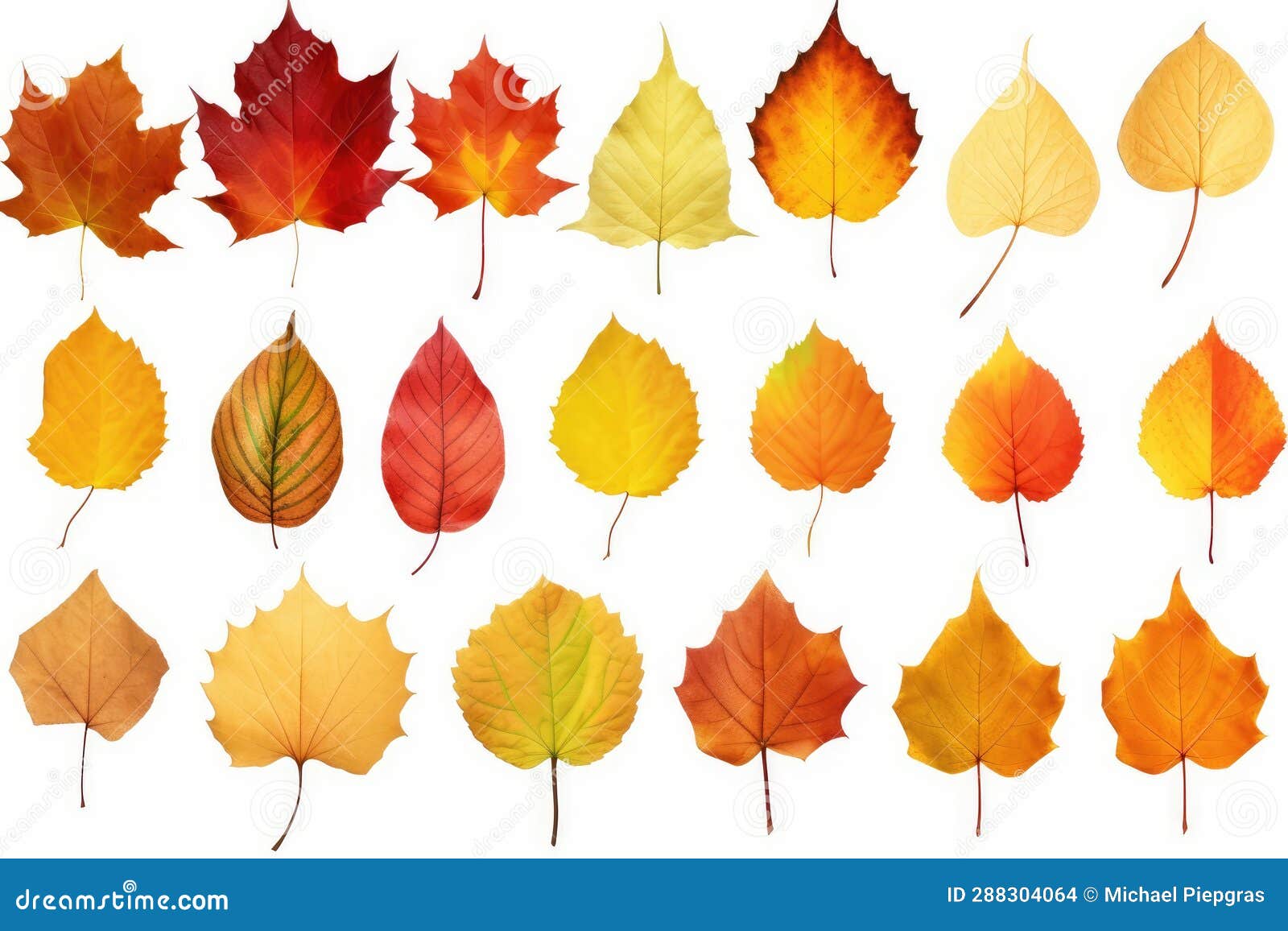A Collection of Seperated Autumn Leaves Isolated on a White Background ...