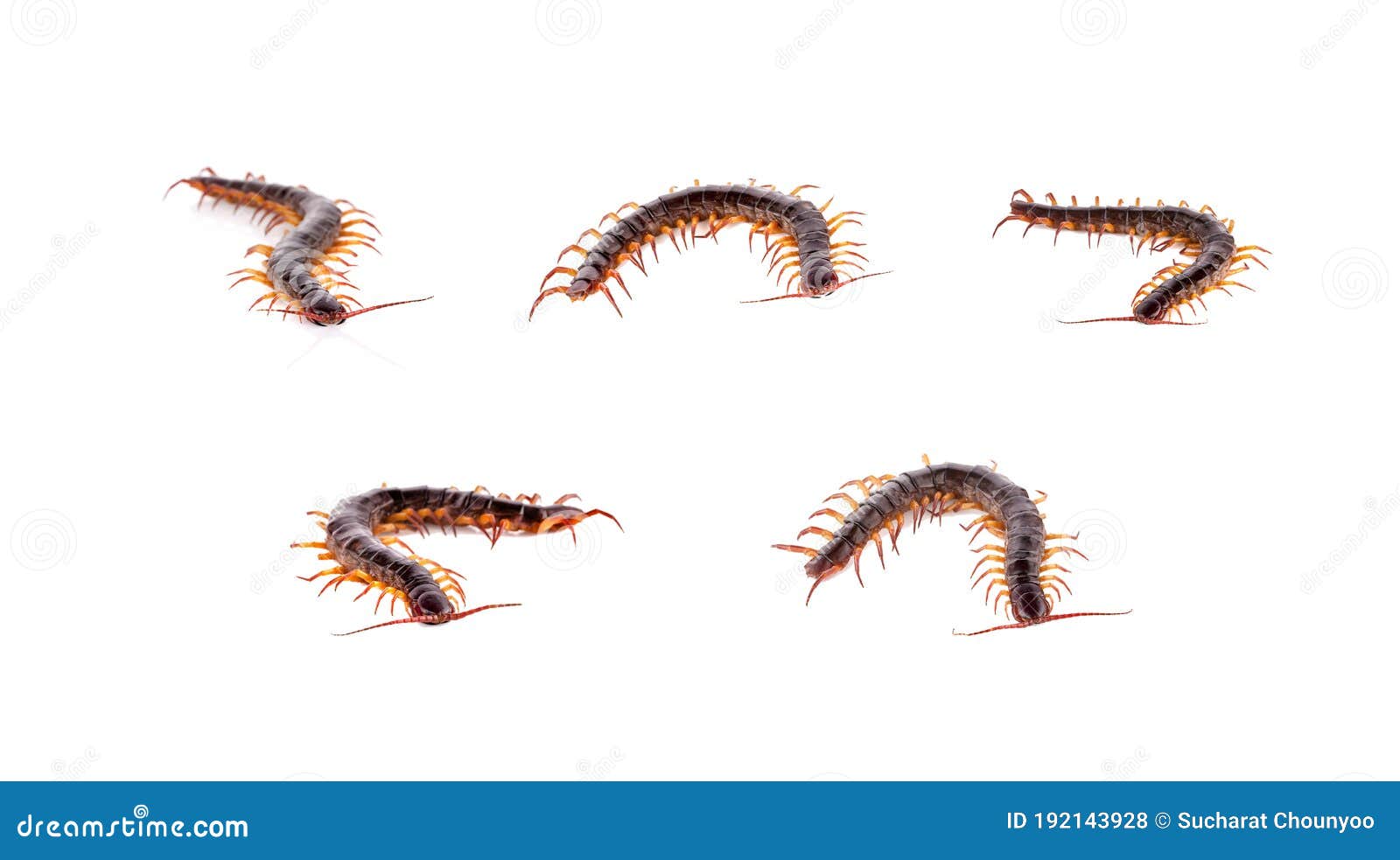 Collection Set Centipede Isolated on White Background Stock Photo ...