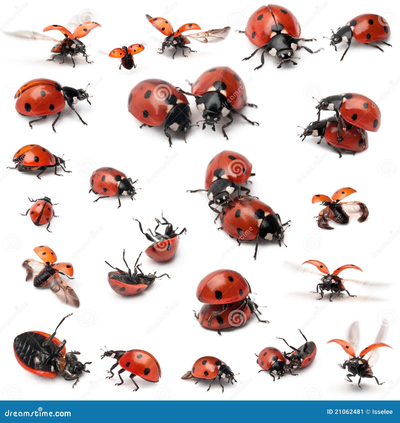 Seven-spot Ladybird Or Seven-spot Ladybug Royalty-Free Stock ...