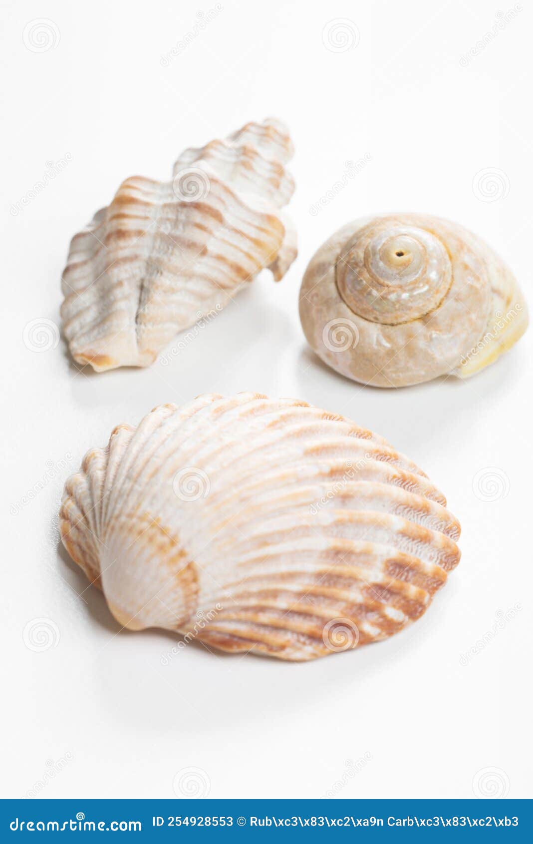 Shea Shells Stock Photos - Free & Royalty-Free Stock Photos from Dreamstime