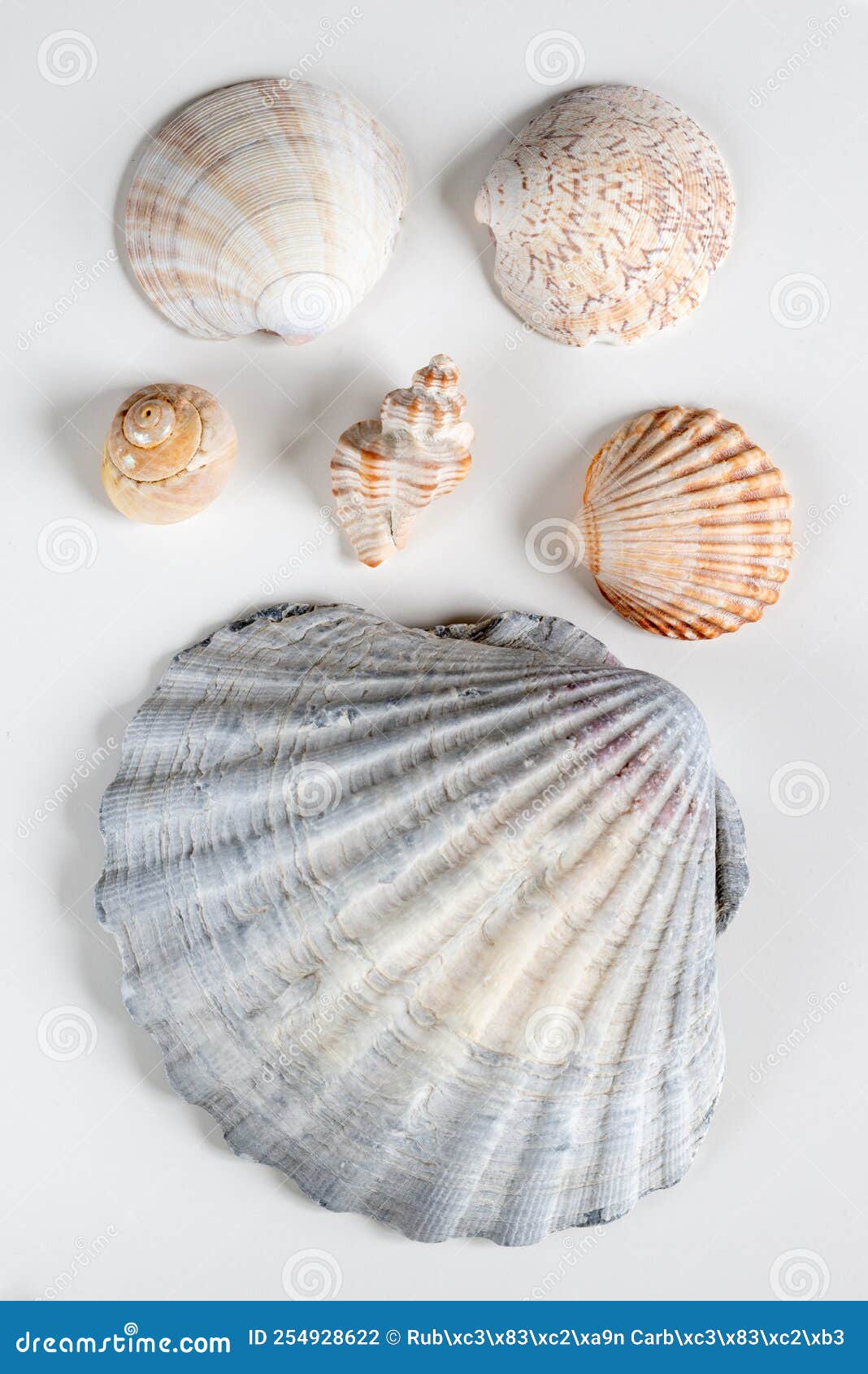 Collection of Shea Shells Against White Background Stock Photo - Image ...