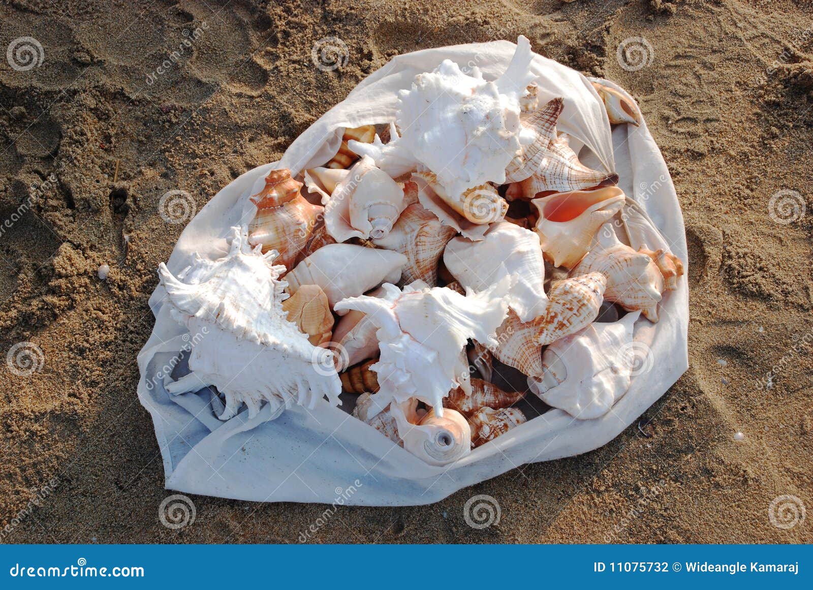 Collection of shells stock photo. Image of cloth, seashore - 11075732