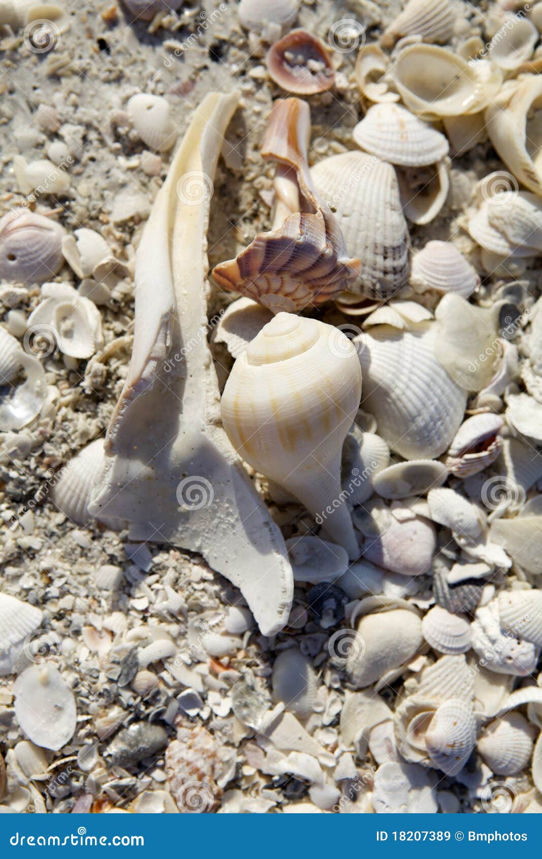 Collection of Shells 3 stock image. Image of beach, vacation - 18207389