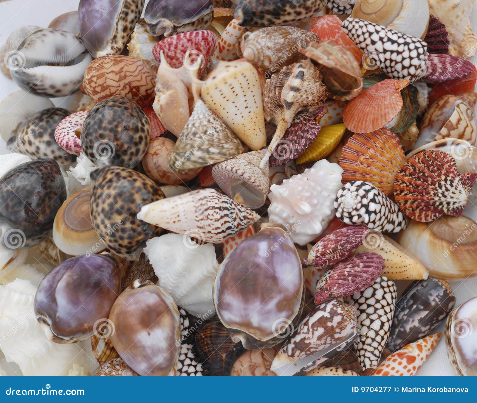 Collection of shells stock image. Image of seashell, heap - 9704277