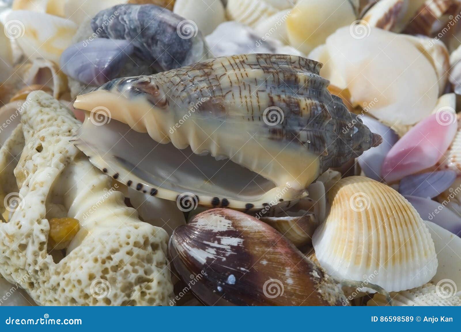 Collection shells stock image. Image of close, shells - 86598589