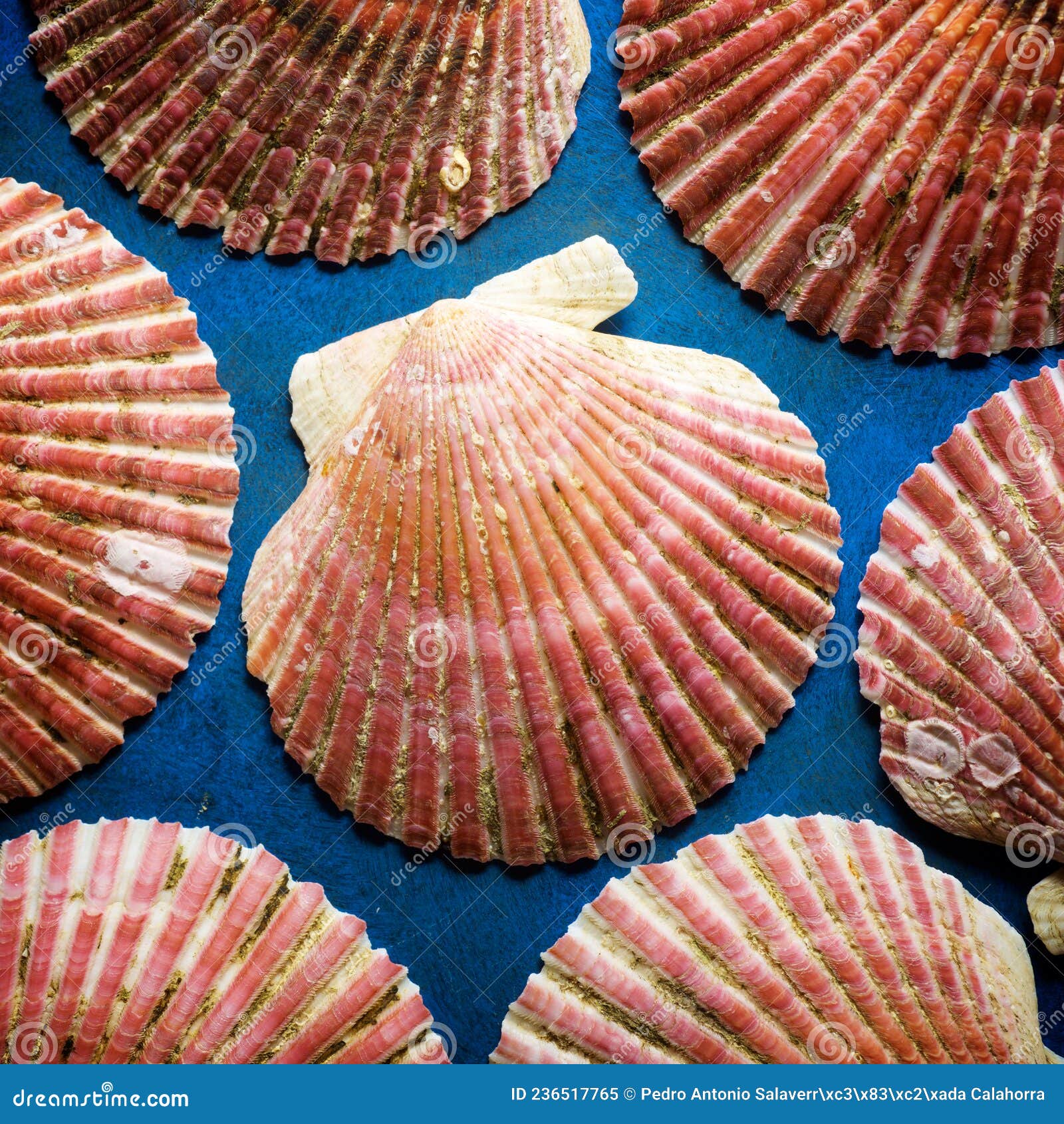 Collection of shells stock image. Image of natural, coast - 236517765