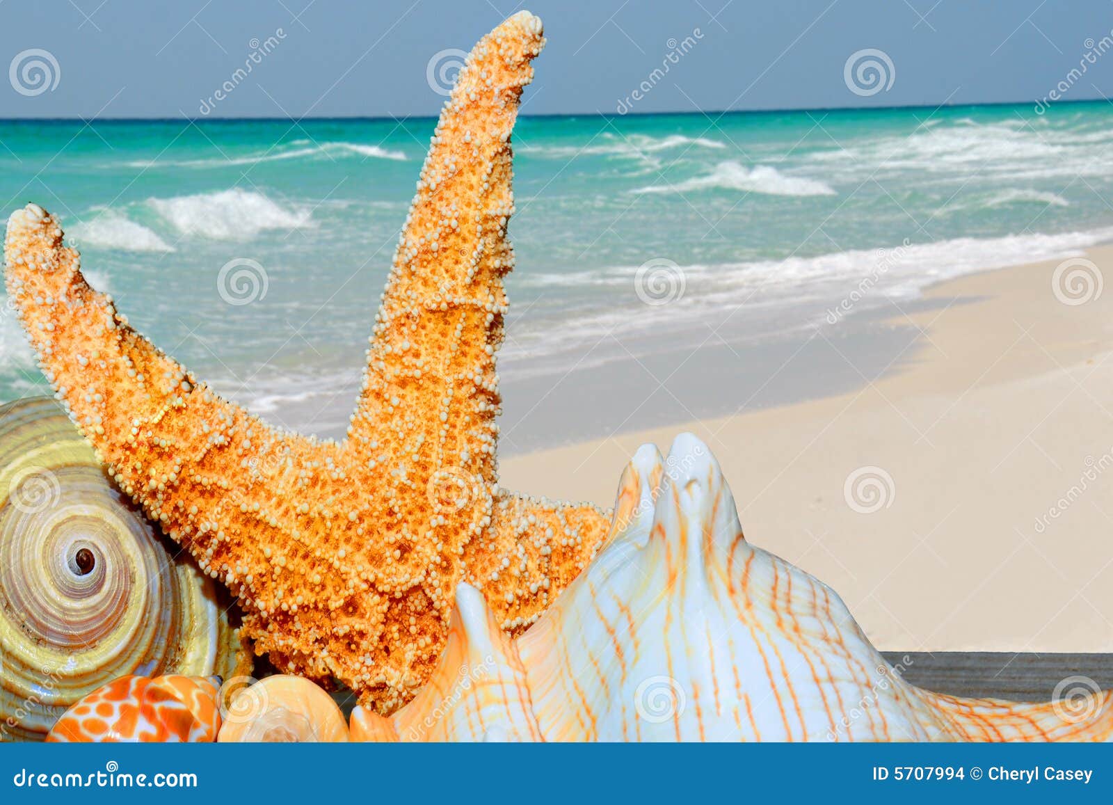 Collection of Shells by Ocean Stock Photo - Image of florida, leisure ...