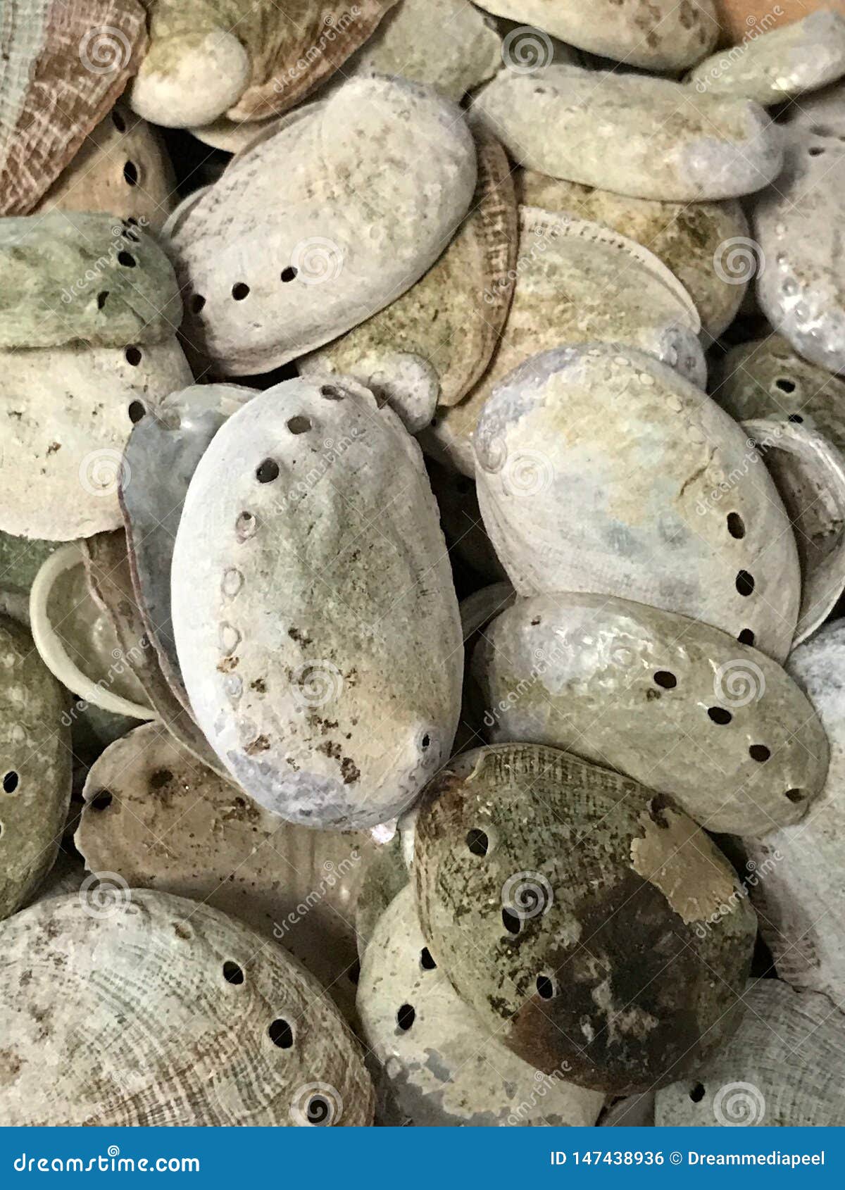 Collection of Shells for Sale Stock Photo - Image of souveniers, color ...