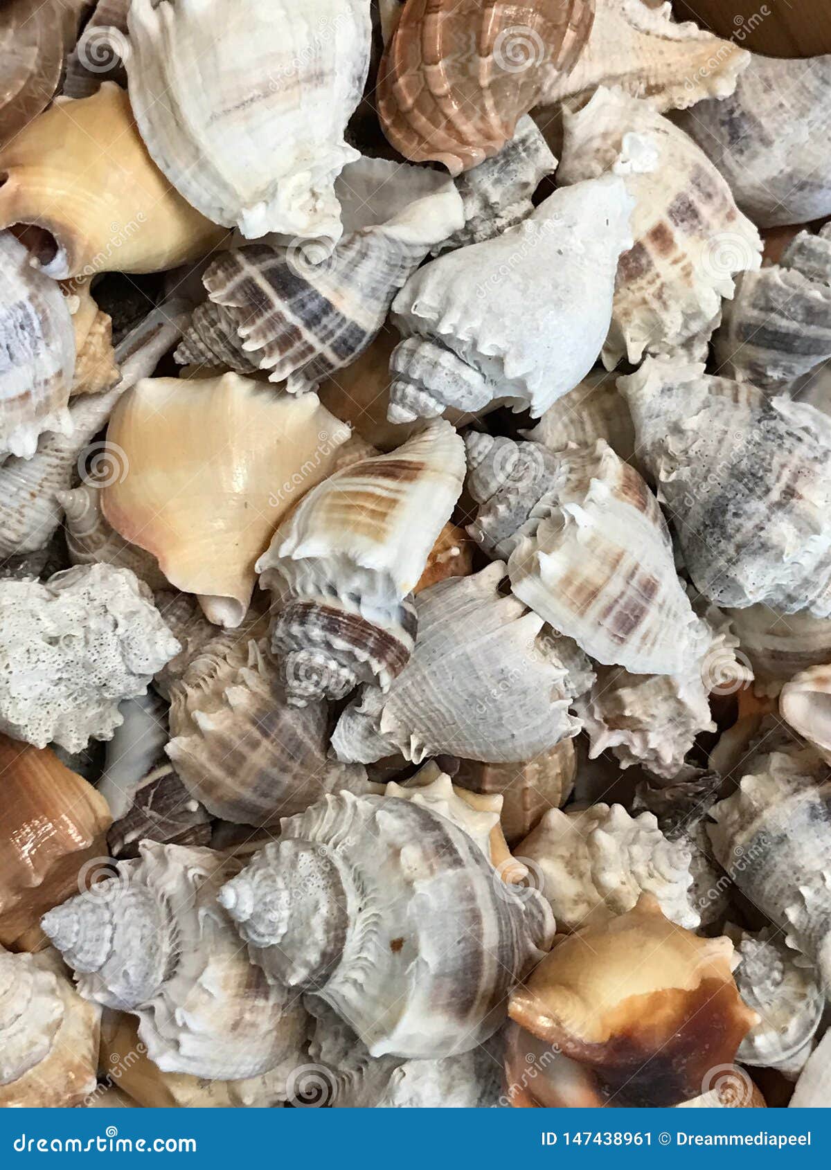 Collection of Shells for Sale Stock Image - Image of murex, collection ...