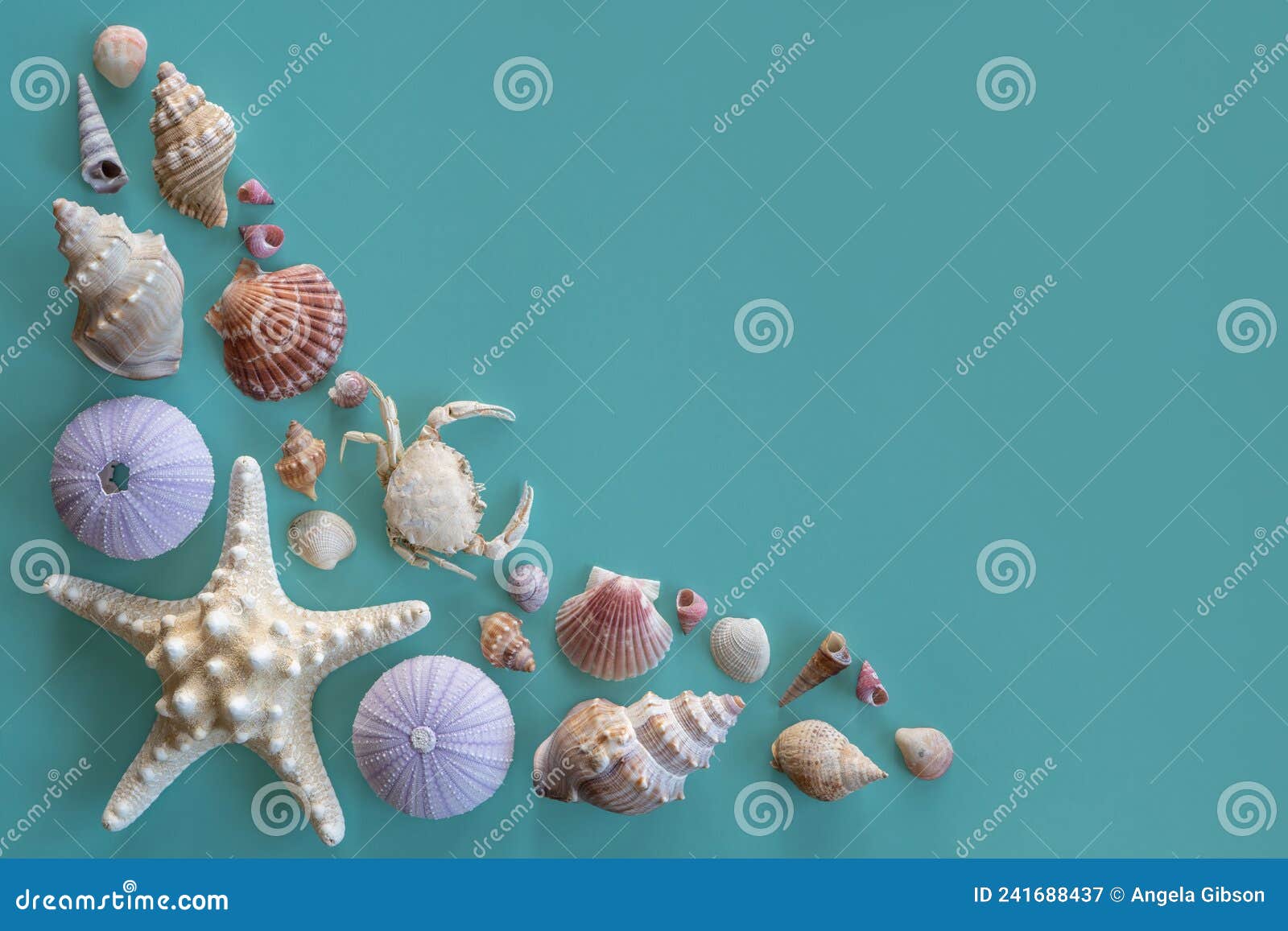 Collection of Shells and Sea Creatures on Turquoise Stock Image - Image ...