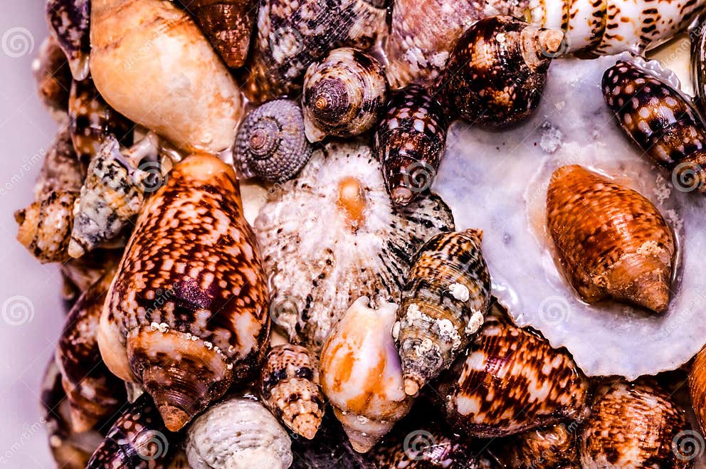 A Collection of Shells and a Small Shell with a Hole in it Stock Image ...