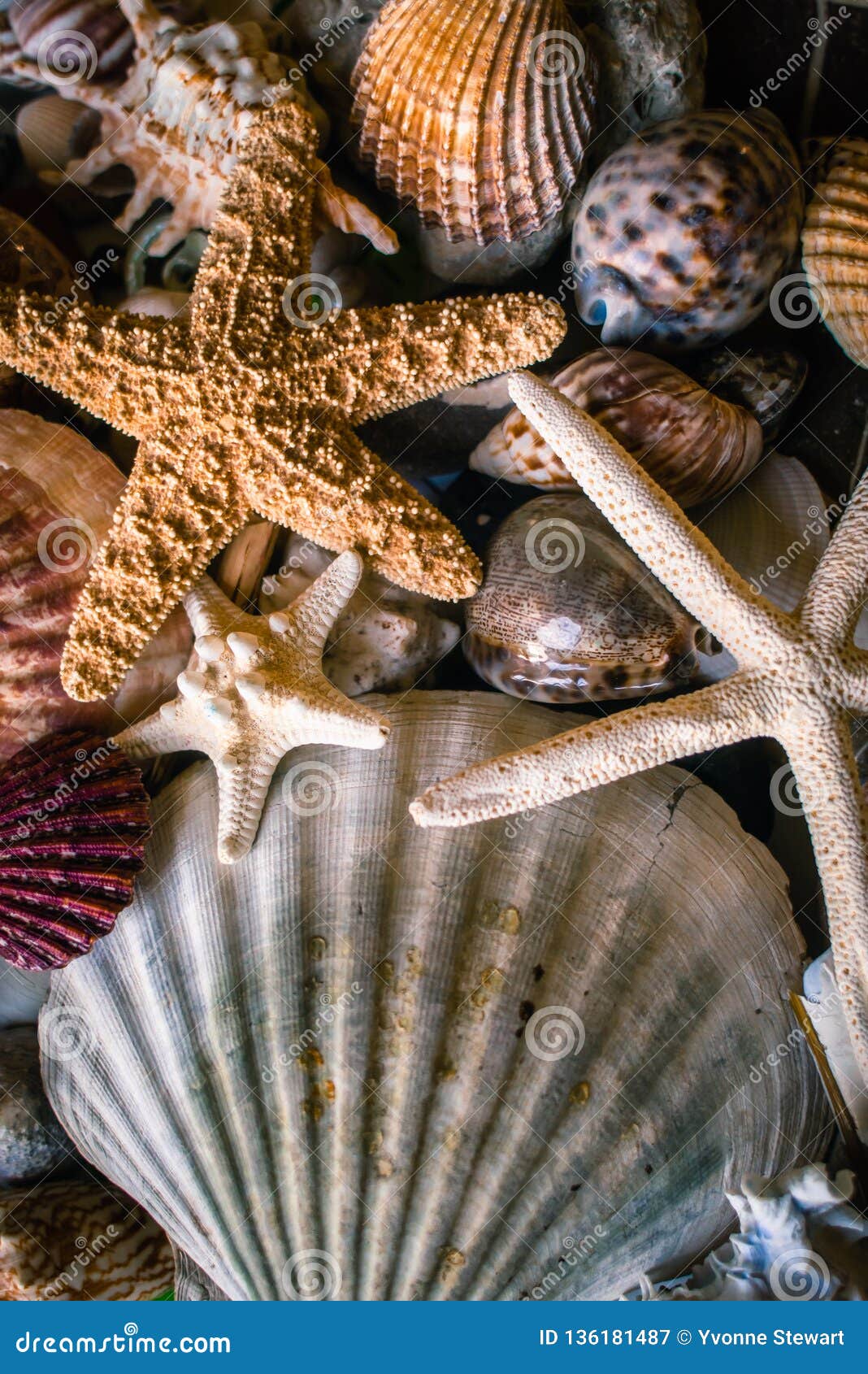 Collection of Shells and Starfish Stock Image - Image of cowrie, beauty ...
