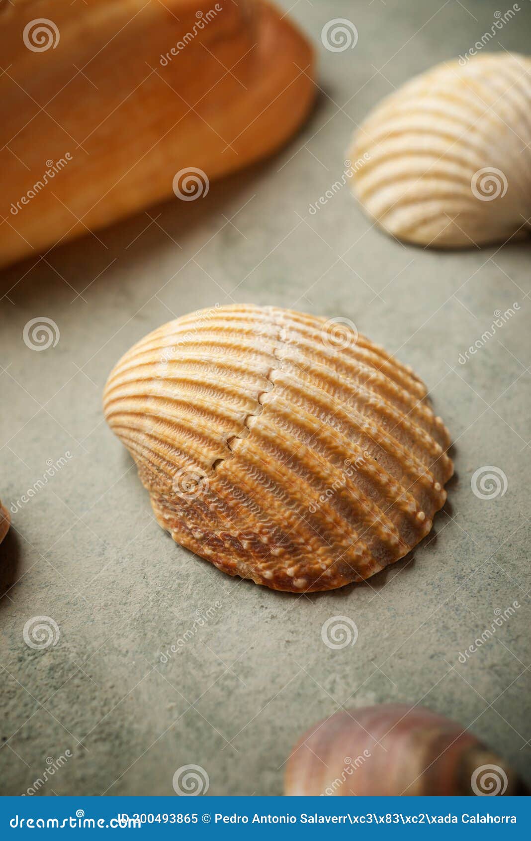 Collection of shells stock image. Image of ocean, life - 200493865