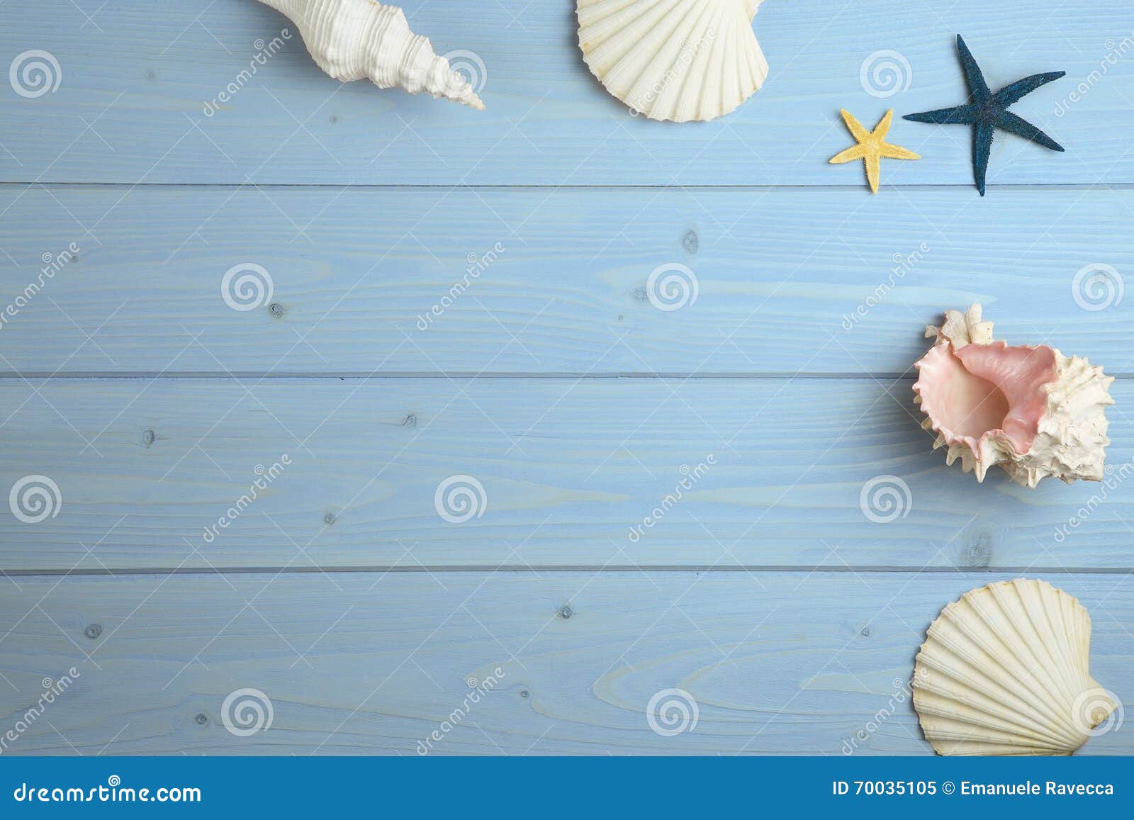 Collection of Shells on Wood Stock Image - Image of frame, composition ...