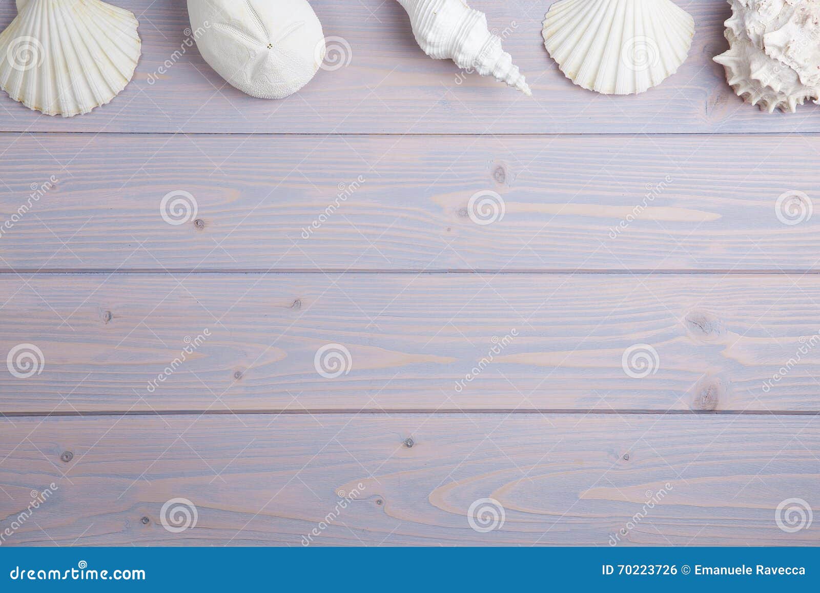 Collection of Shells on Wood Stock Photo - Image of sand, conch: 70223726