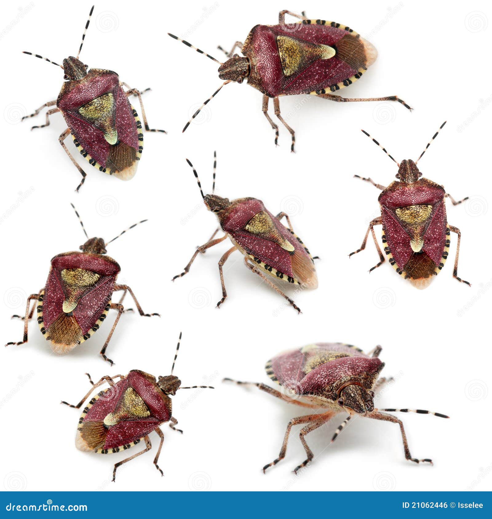 Shield Bugs Mating On Flower Stock Photography | CartoonDealer.com ...