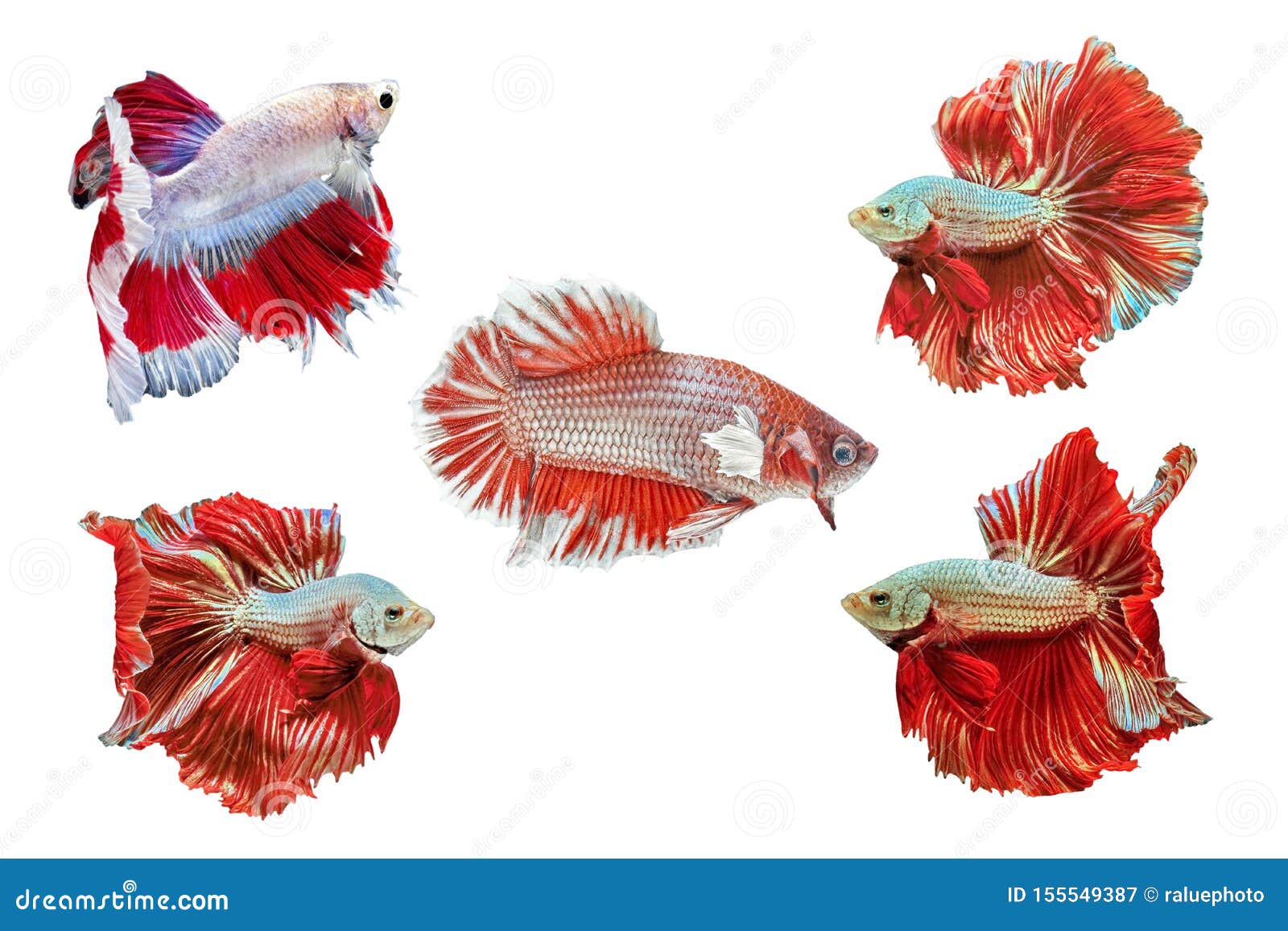 Collection of Siamese Fighting Fish, Red Betta Fish on White Background ...