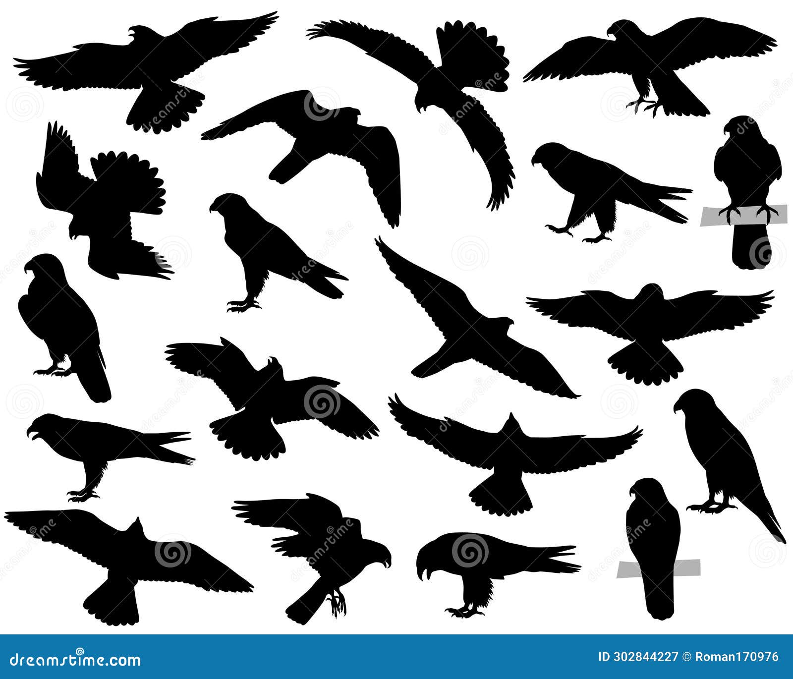 Peregrine Falcon Soaring Overhead With Wings Spread Wide. 3D ...