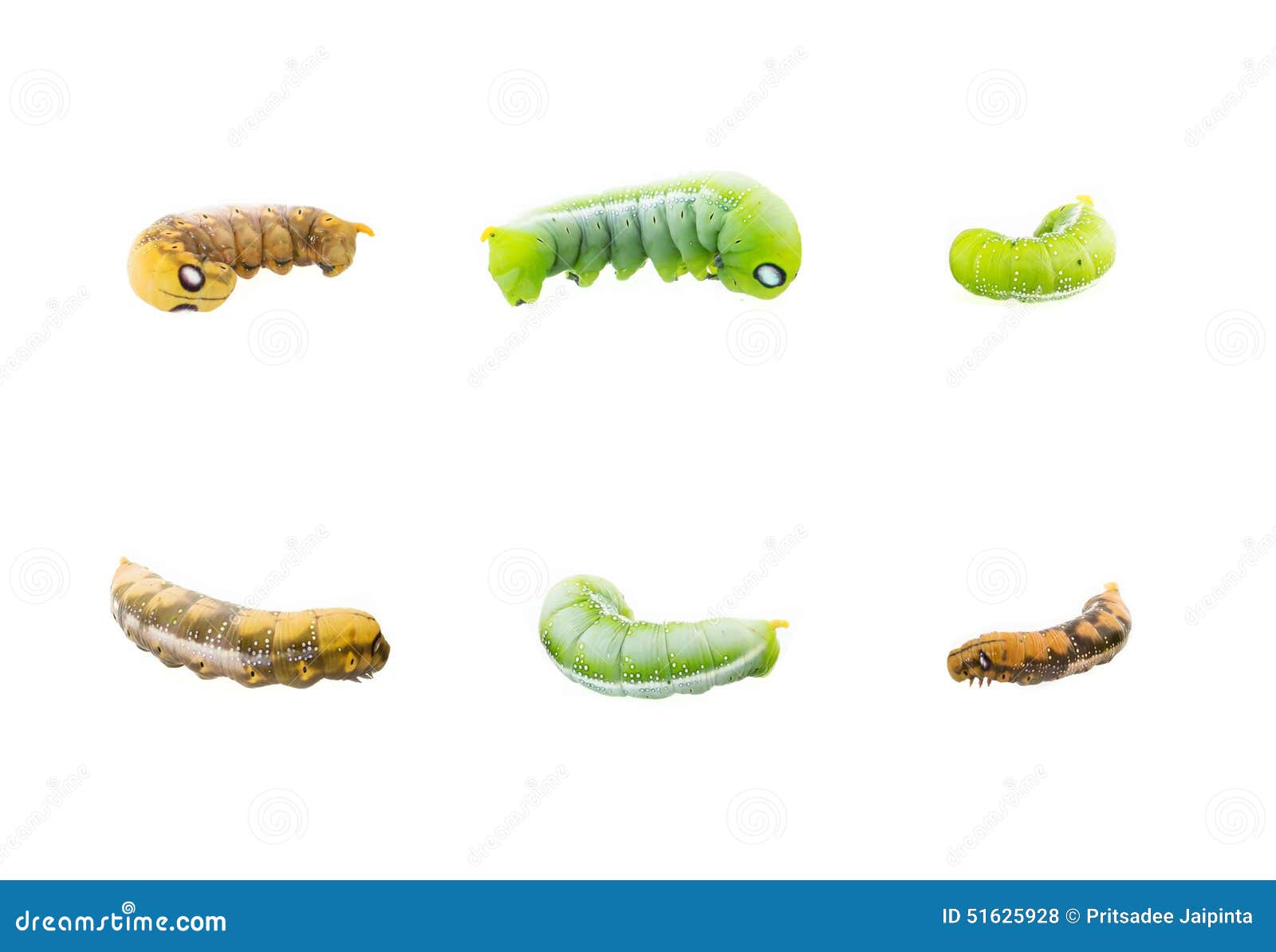 Collection of Six Worms in Action Stock Photo - Image of macro, green ...
