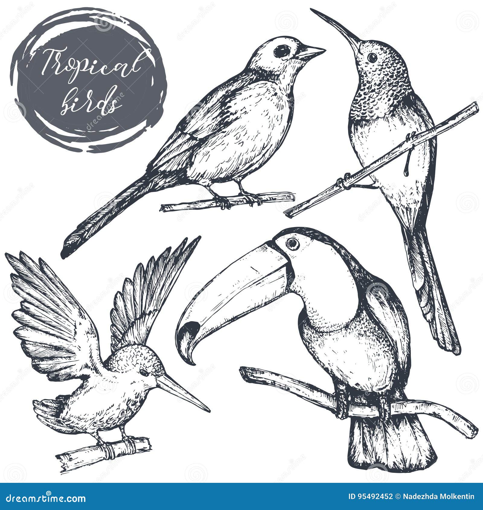 Collection of Sketch Exotic Tropical Birds. Stock Vector - Illustration ...