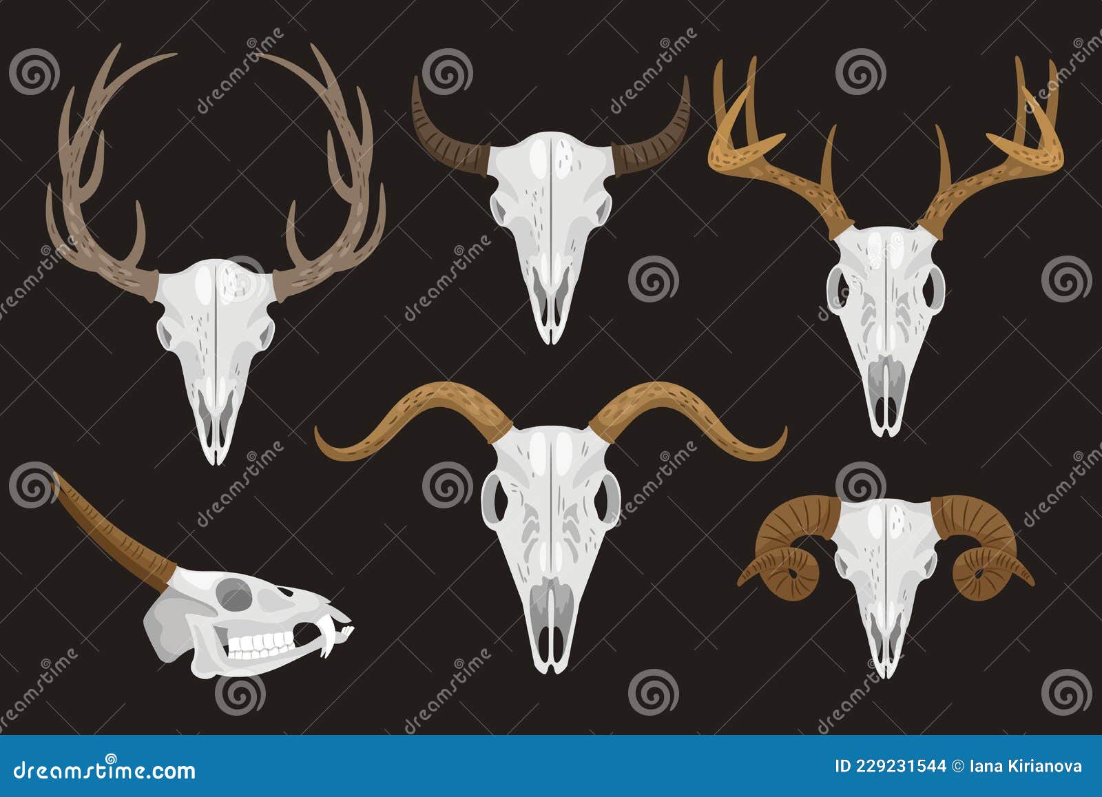 Set of Horned Skulls of Different Animals Stock Vector - Illustration ...