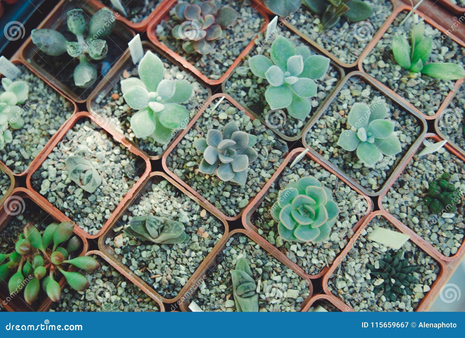 Collection of small cacti. stock image. Image of flower - 115659667