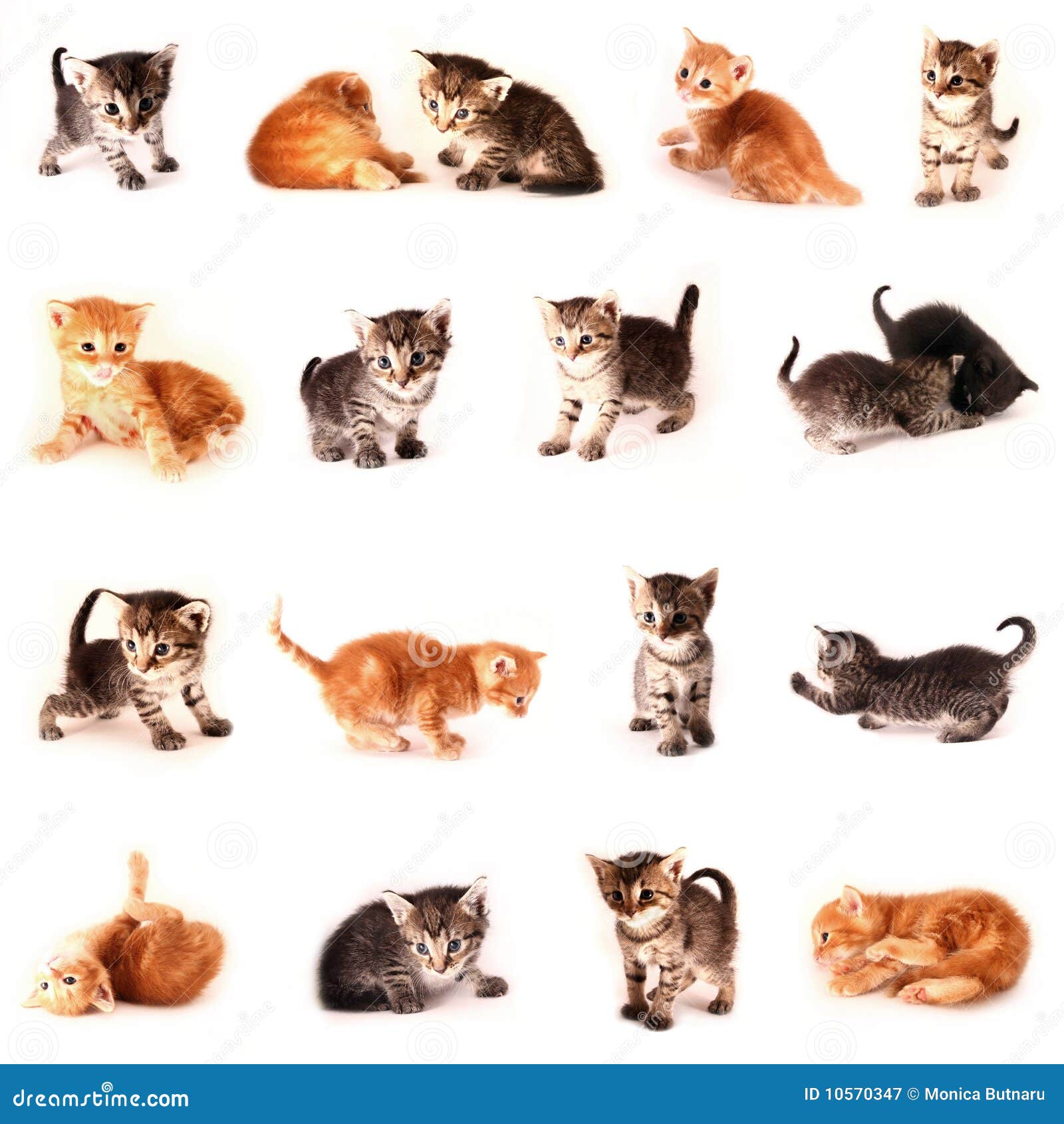 Collection of small cats stock image. Image of purebred - 10570347