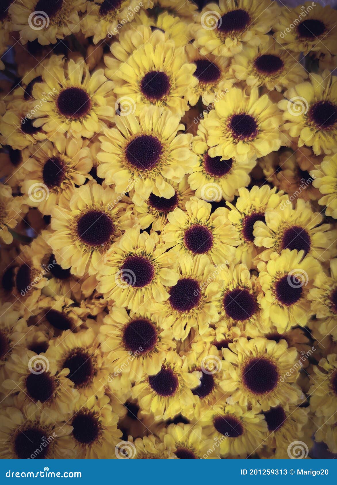 A Collection of Small Decorative Flowers. Stock Image - Image of ...