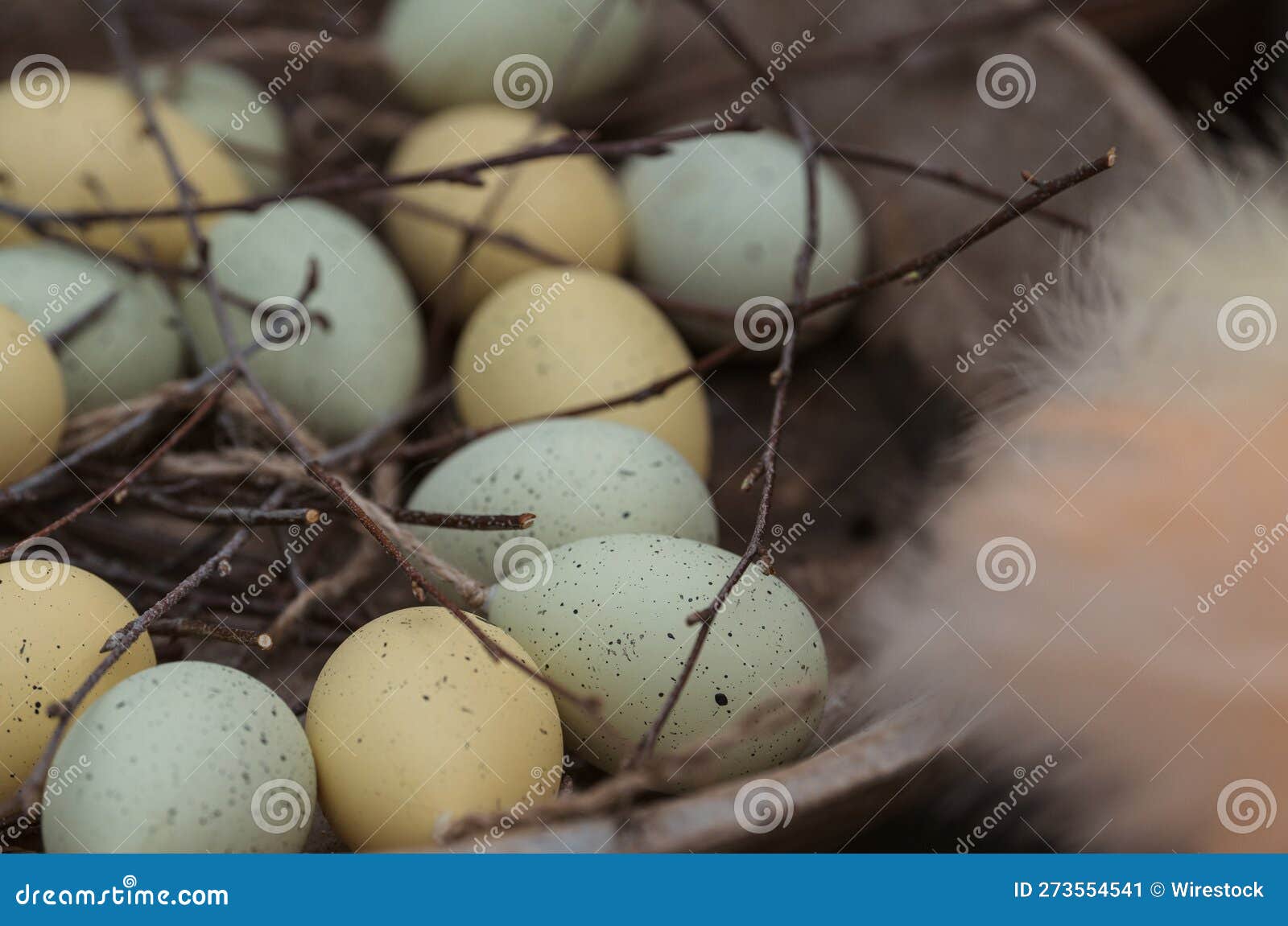 Collection of Small Eggs Resting in a Nest of Feathers and Dry Branches ...