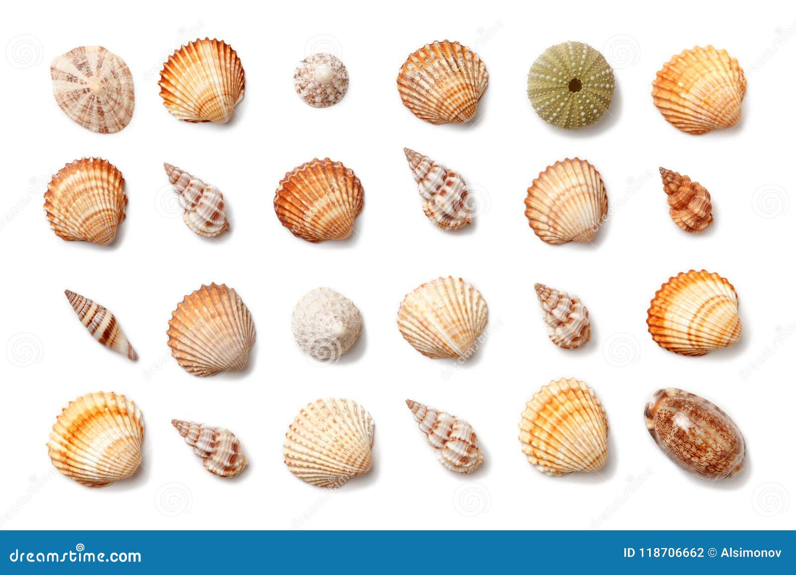 Sea Shells Isolated On White Background Royalty-Free Stock Photo ...