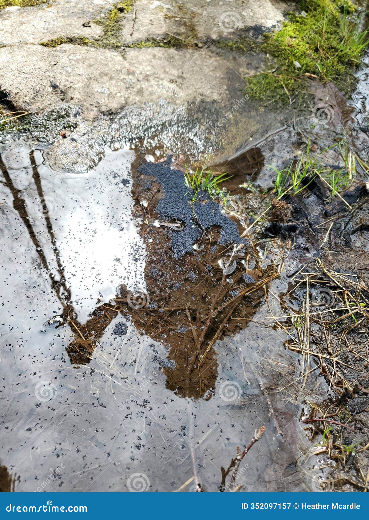 Collection of Small Flying Insects Congregated on Reflective Puddle in ...