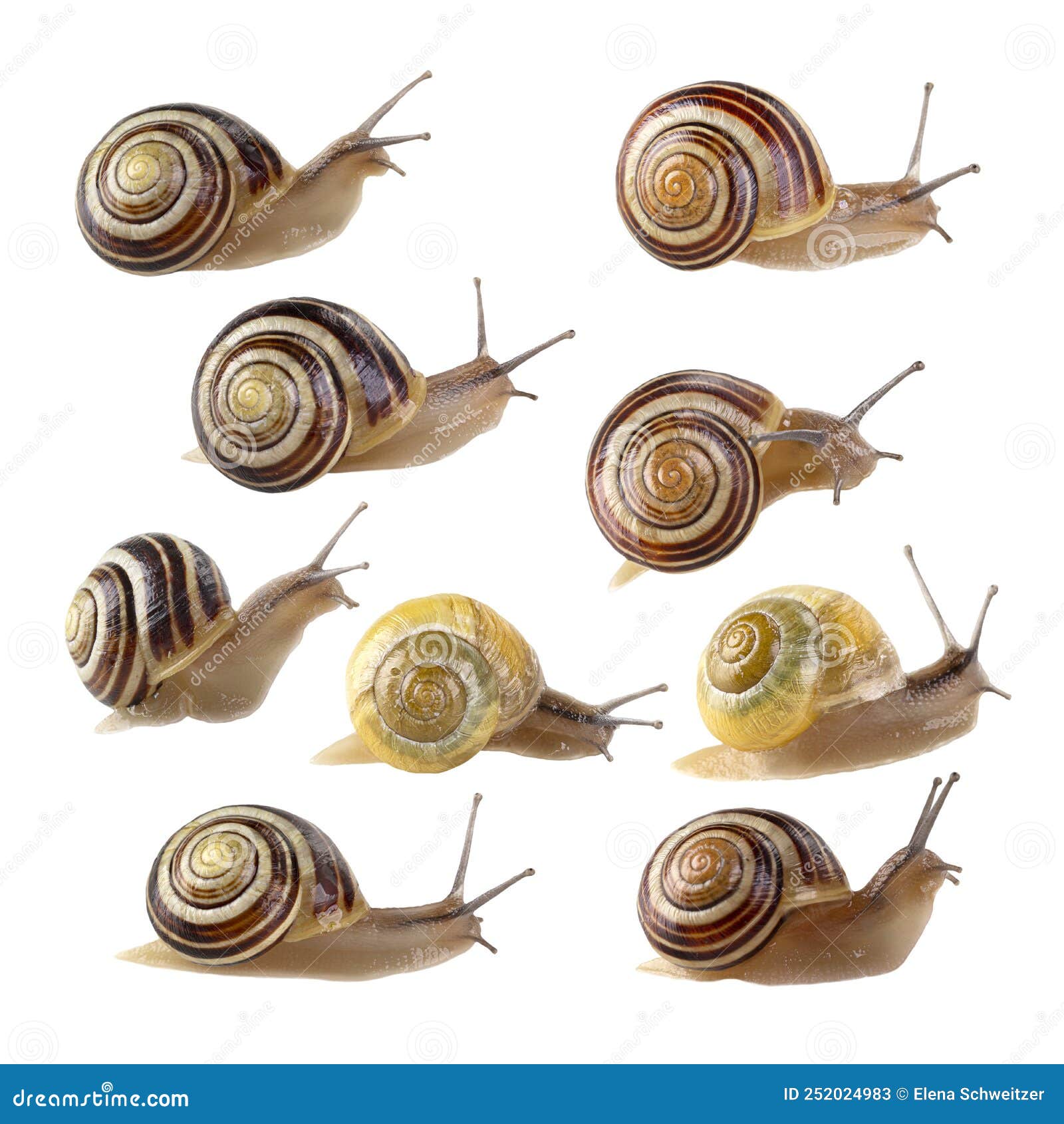 Collection of snails stock image. Image of banded, background - 252024983