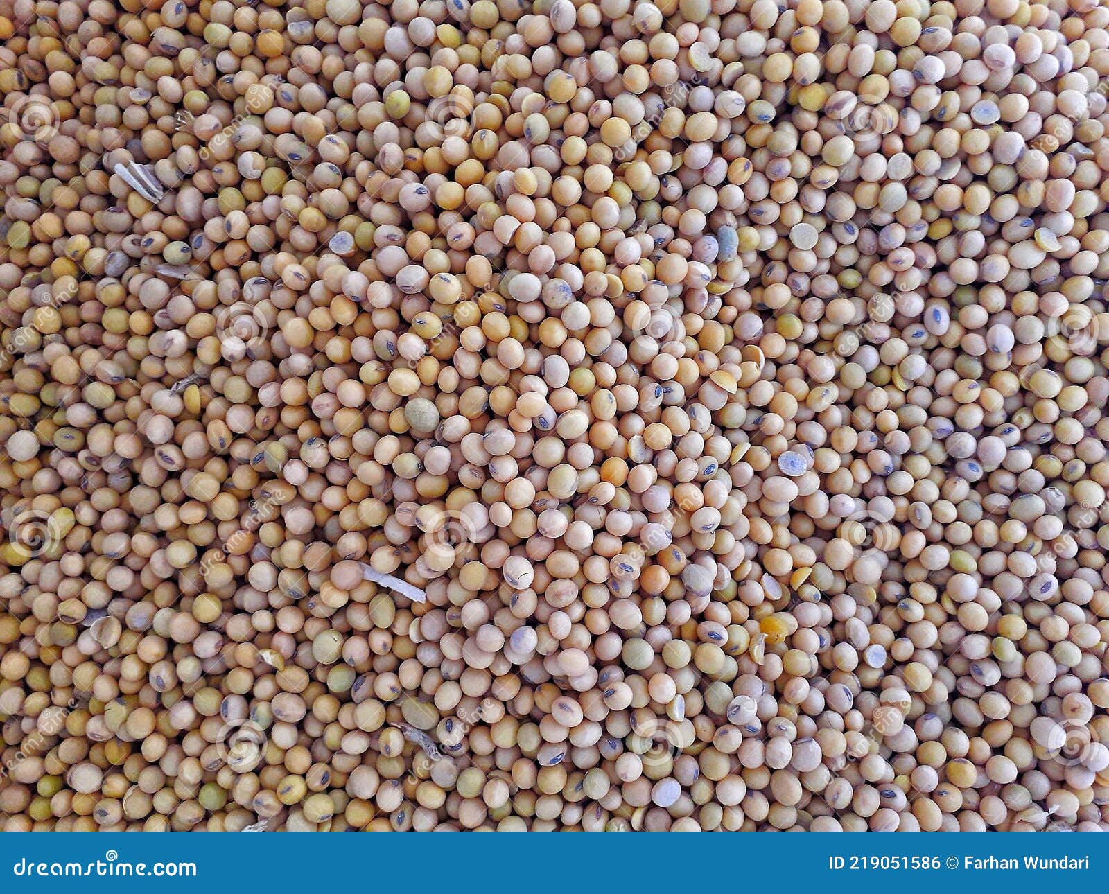 Soybean Seeds With Leaves Isolated On White Background Stock Image ...