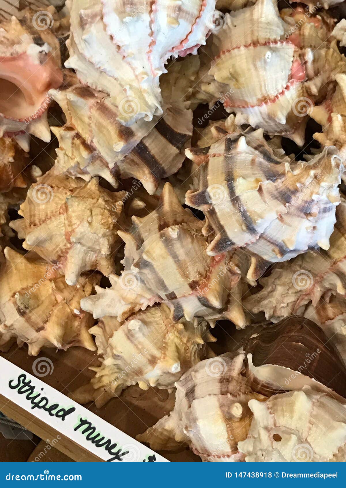 Collection of Striped Murex Shells for Sale Stock Photo - Image of ...