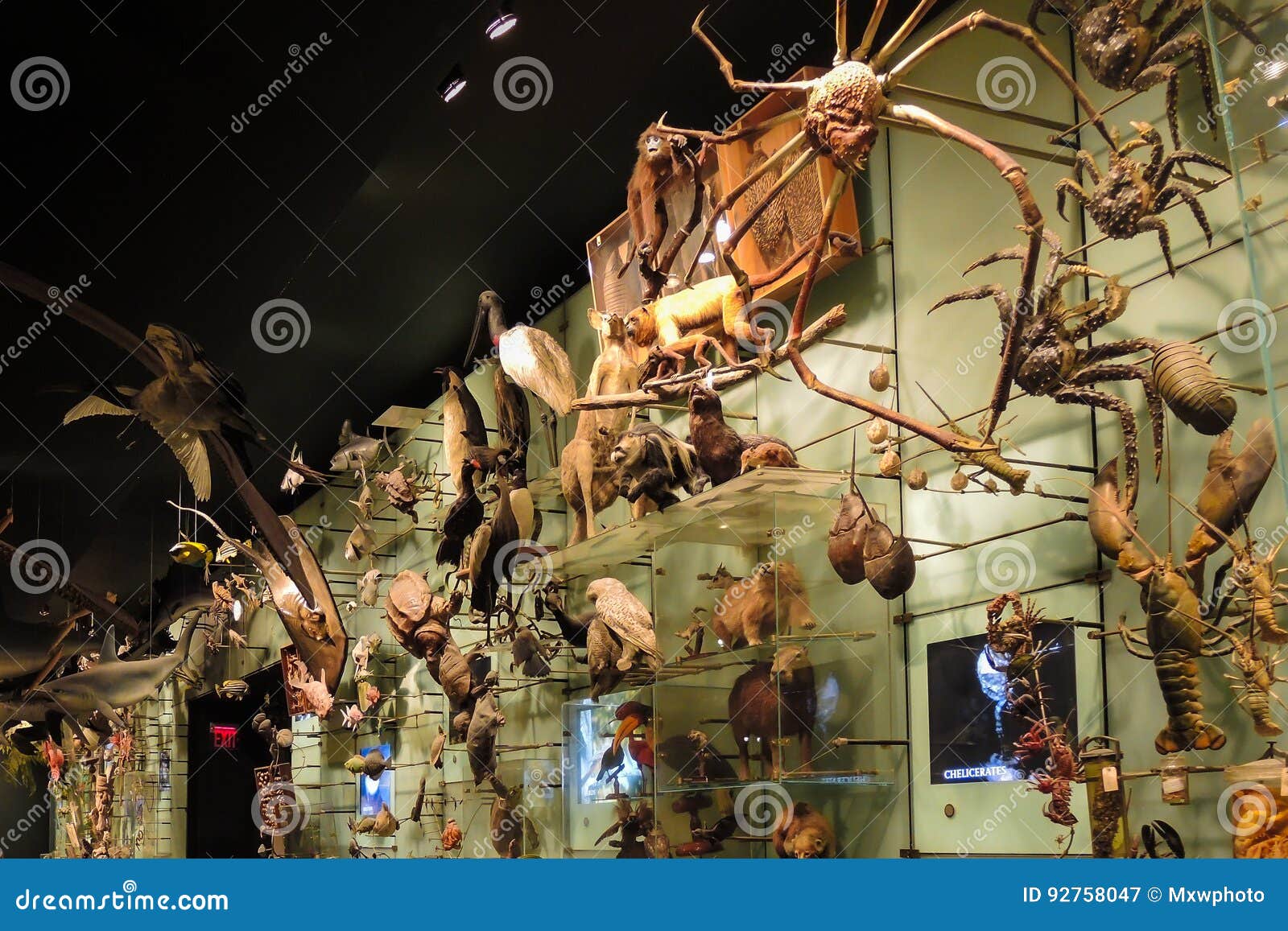 Collection of Stuffed Animals from Different Origins in Museum ...