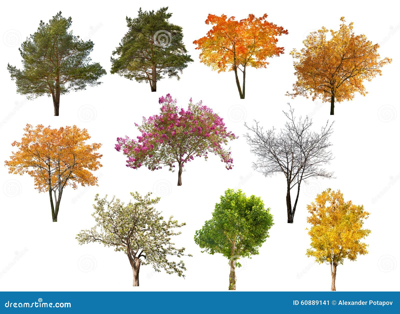 Collection of Ten Isolated Trees Stock Image - Image of spring, branch ...