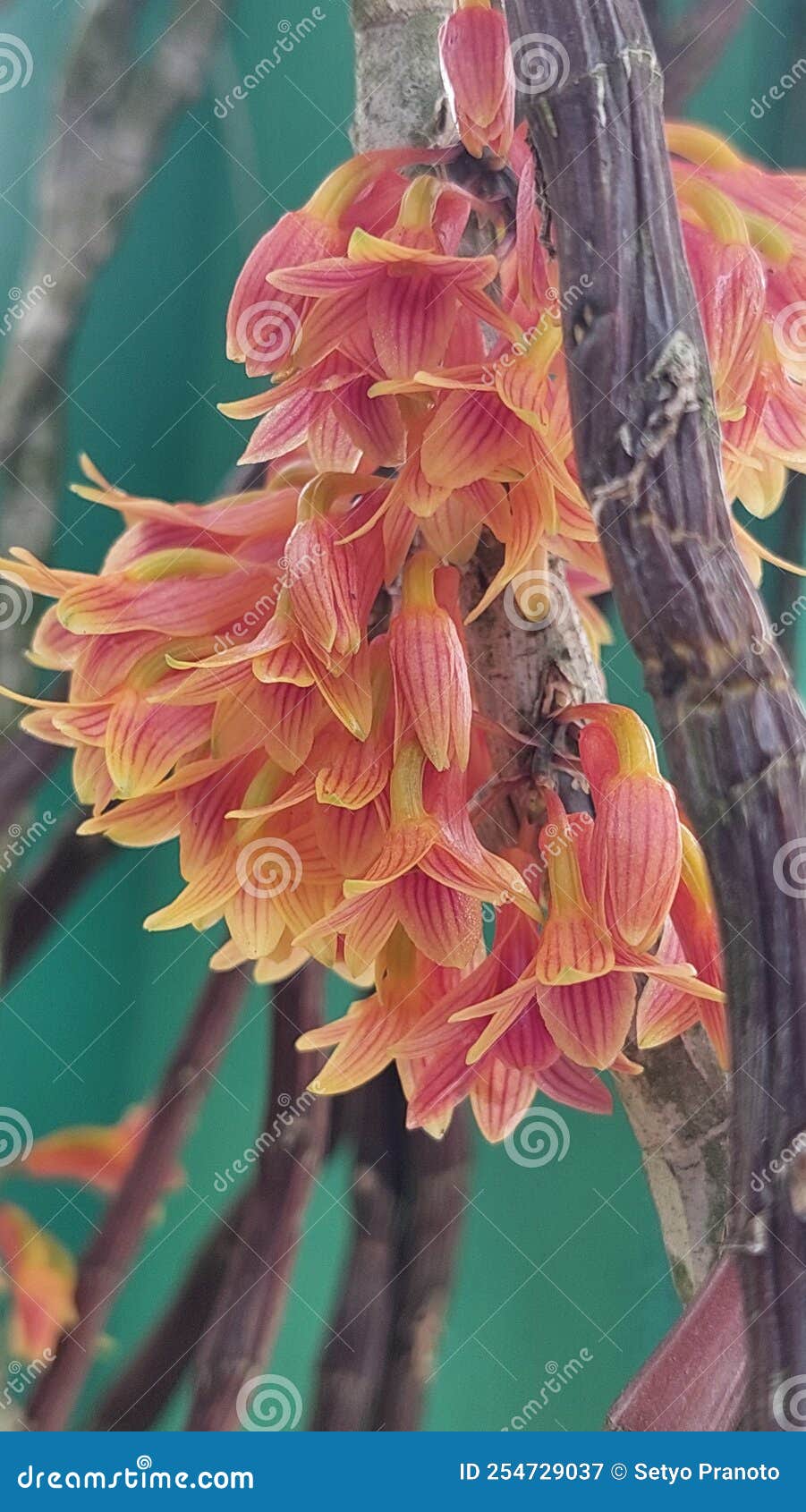 A Collection of Tiny Red To Brassy Orchids that are Very Beautiful ...