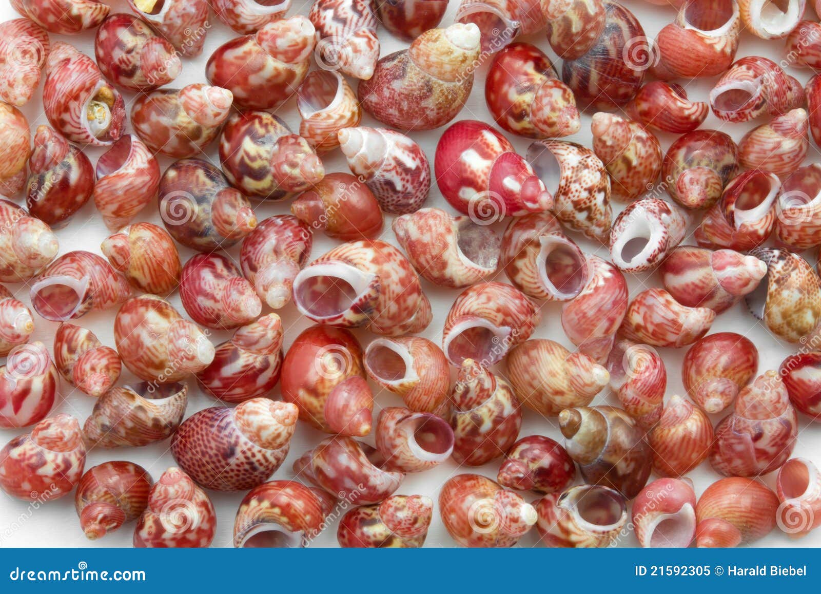 Collection of Tiny Sea Snails Stock Image - Image of shells, isolated ...