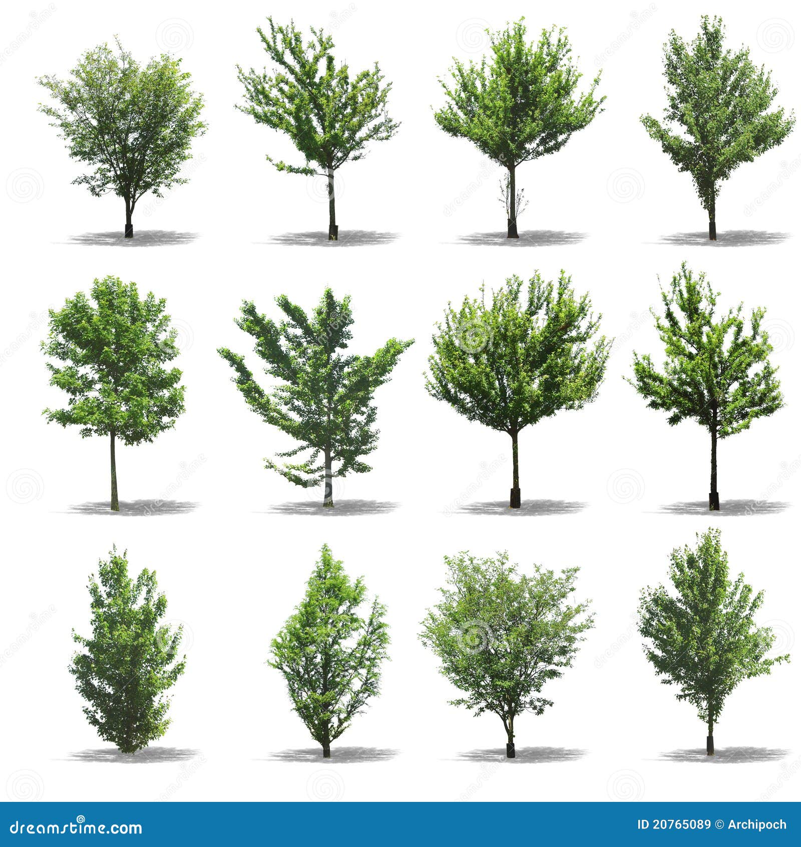 Collection tree stock illustration. Illustration of ecology - 20765089