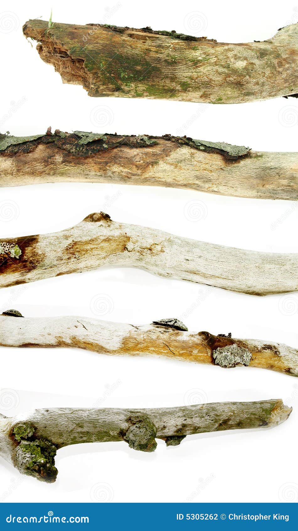 Collection of Tree Branch Details Stock Photo - Image of creative ...