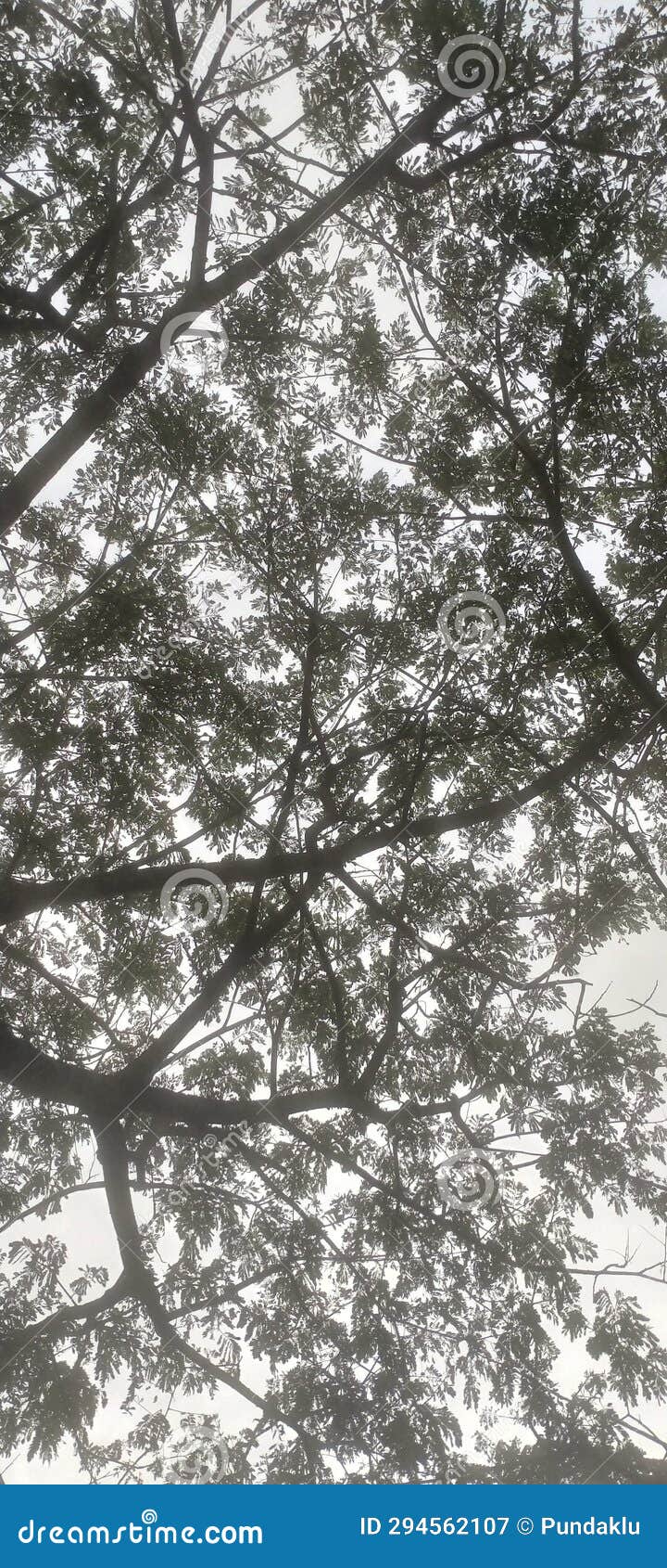 Collection of Tree Branches in World Tropis Stock Image - Image of ...