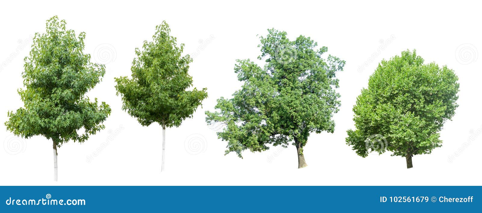 Collection of Tree stock image. Image of growth, ecology - 102561679